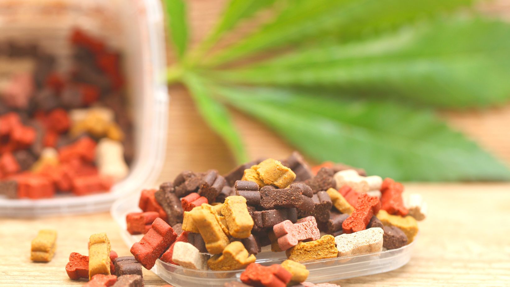 How CBD Dog Food Supports Your Dog’s Wellness and Balance ...